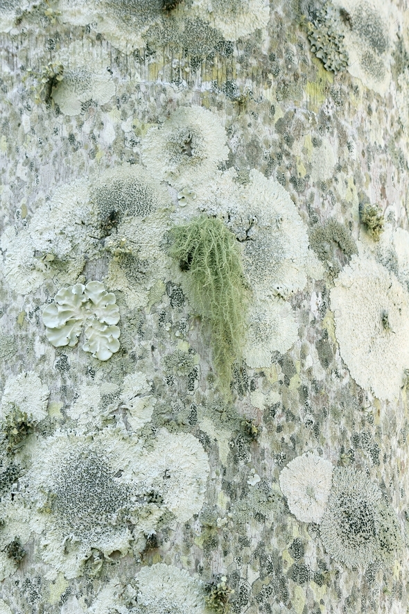 Moss, mold, fungus and lichen on the trunk of a palm tree Stock Photo ...