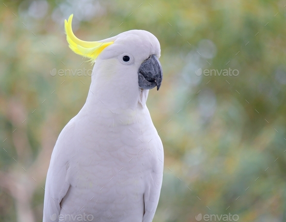 The white cockatoo is an Australian parrot species belonging to the ...