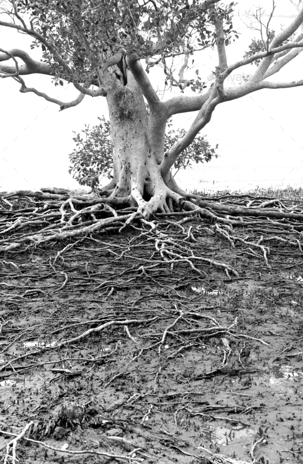 Tree with exposed root system growing out of a mangrove swamp by the ...