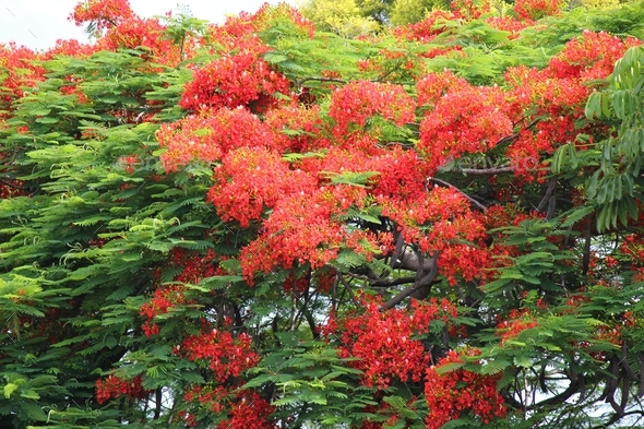 Red Poinciana tree in bloom Stock Photo by iheartcreative | PhotoDune