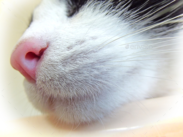 Close up of Perry the cat's nose and whiskers Stock Photo by iheartcreative
