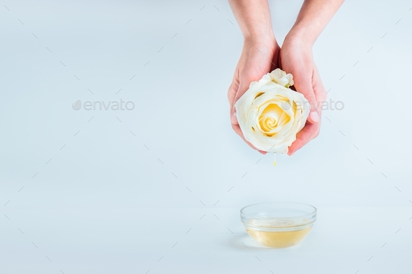 Female hands holding a fresh rose flower with falling essential oil ...