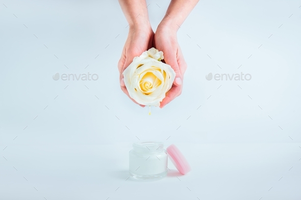 Female hands holding a fresh rose flower with falling essential oil ...