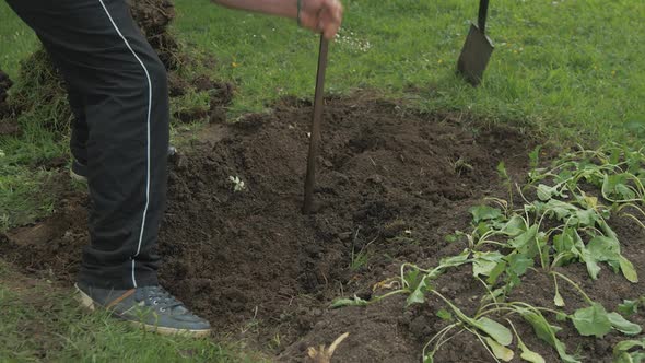 Using crowbar digging trench for natural fertilizer gardening, Stock ...