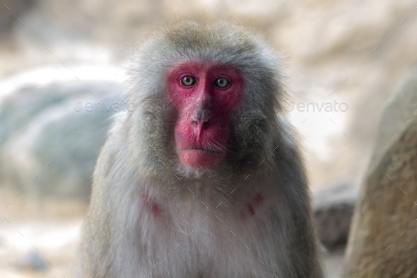 Red-faced ape monkey with beautiful eyes at the zoo Stock Photo by ...
