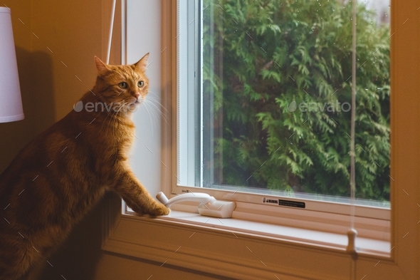Cat Looking Out Window Stock Photo by jennimareephoto | PhotoDune