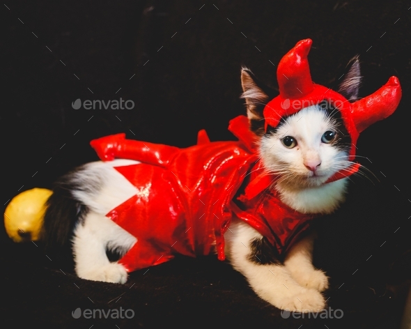 Devil Kitten Stock Photo by jennimareephoto | PhotoDune