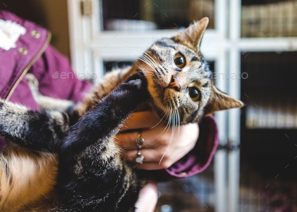 Cat Scratching Chin Stock Photo by jennimareephoto | PhotoDune