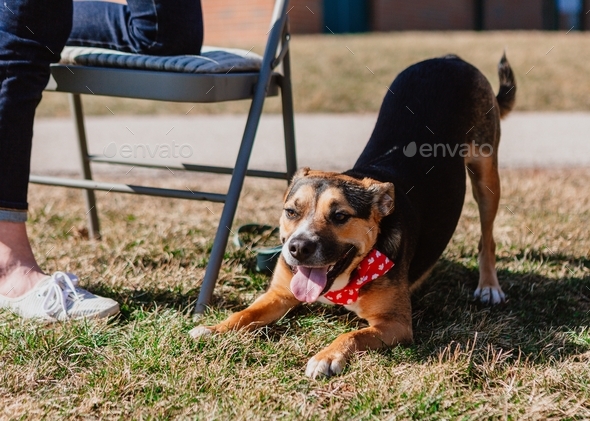 Happy, cute smiling mixed breed hound dog play bowing, ready to play ...