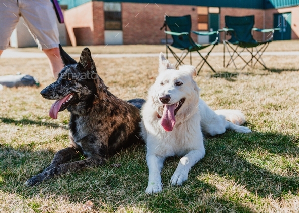 Two dogs, black blue merle and white German shepherd husky mix sisters ...