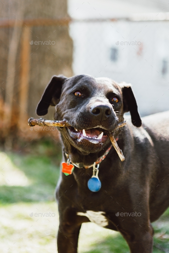 Black lab mix smiling, chewing on a stick in the backyard Stock Photo ...