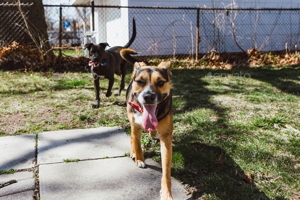 Cute tricolor hound mix and black lab mix smiling with tongues out in ...