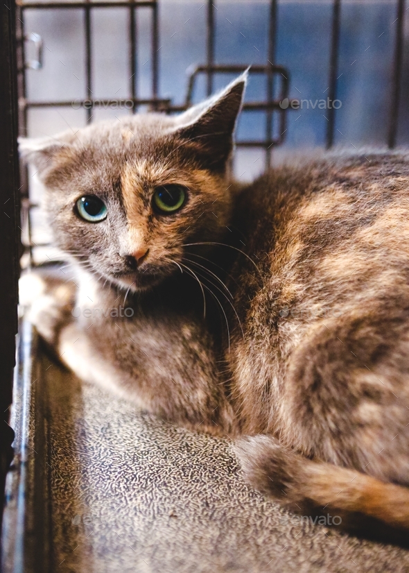 Scared Cat Stock Photo by jennimareephoto | PhotoDune