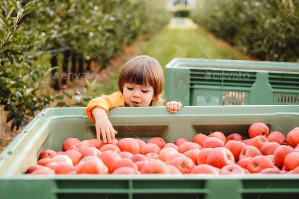 Cute little boy taking apple from the container full of red apples ...