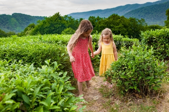 two little sisters girls in sundresses having fun on tea plantations on ...