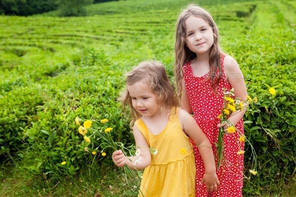 two little sisters girls in sundresses having fun on tea plantations ...