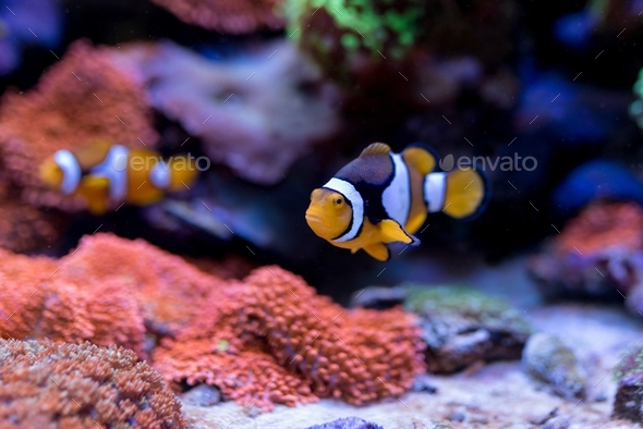 Nemo fish. Amphiprion in Home Coral reef aquarium. Stock Photo by ...