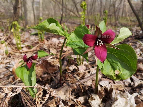 Flowering wild native plant Trillium Stock Photo by polga2 | PhotoDune