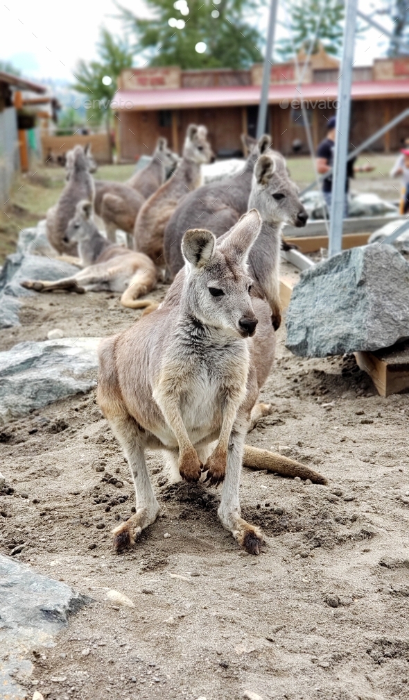 Family of kangaroo Stock Photo by polga2 | PhotoDune