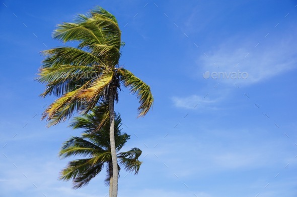 Palm trees blowing in the wind- blue skies follow Stock Photo by Elisall