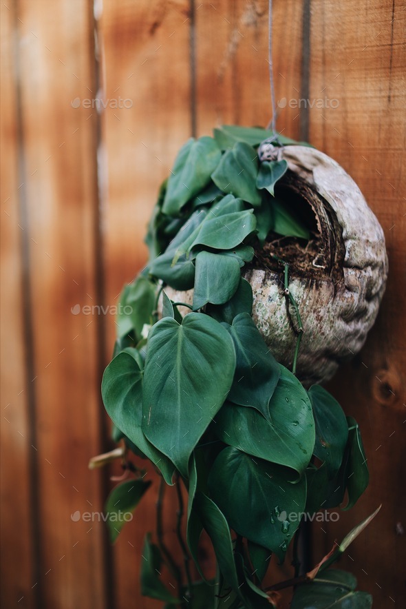 Hanging plant - philodendron Stock Photo by Elisall | PhotoDune