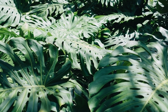 Monstera backgrounds Stock Photo by Elisall | PhotoDune
