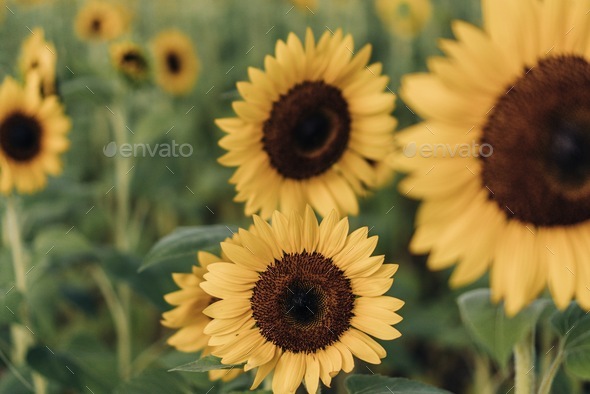 Beautiful yellow sunflowers nature background Stock Photo by Elisall
