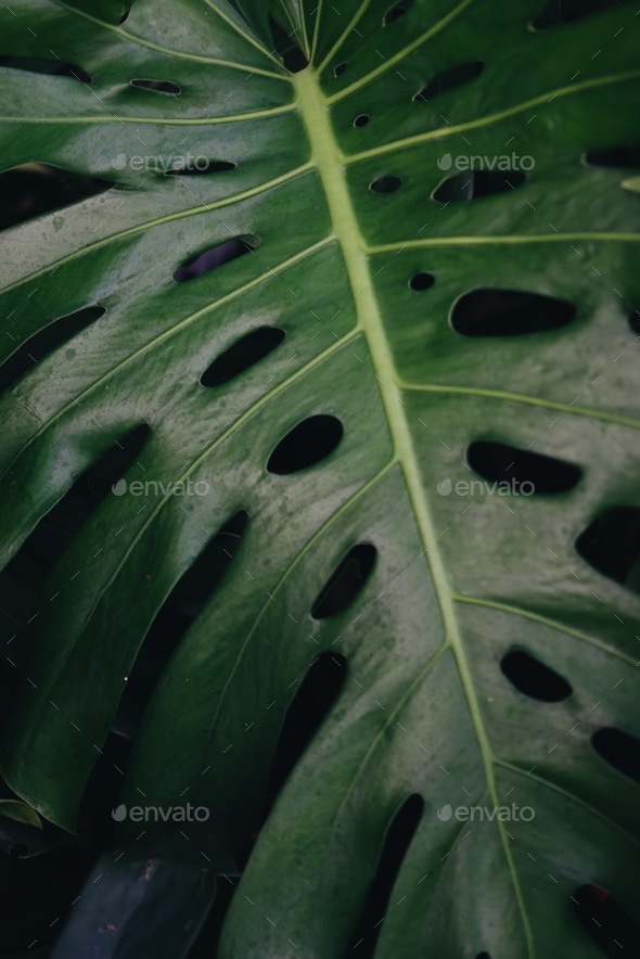 Monstera deliciosa plant texture Stock Photo by Elisall | PhotoDune