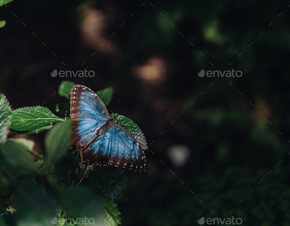 Blue Morpho butterfly nature backgrounds Stock Photo by Elisall | PhotoDune