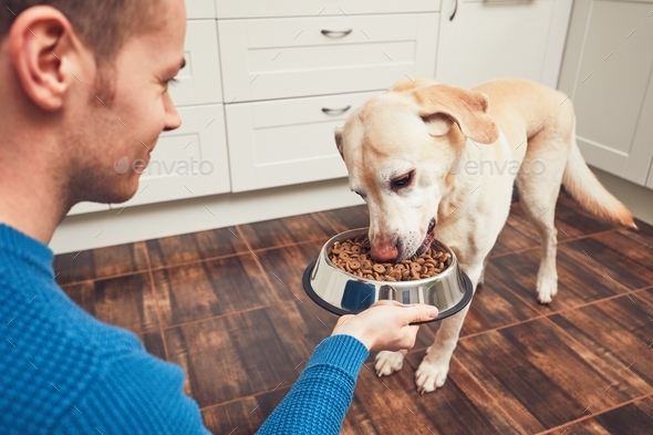 Domestic life with pet. Feeding hungry labrador retriever. Owner gives ...