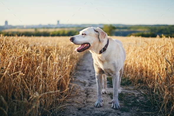 Dog in heat summer day. Labrador retriever walking on path in wheat ...