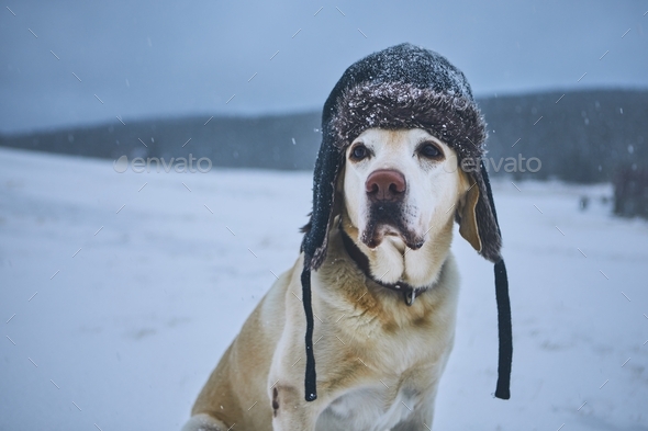 Funny portrait of dog in frosty wintry landscape. Labrador retriever ...