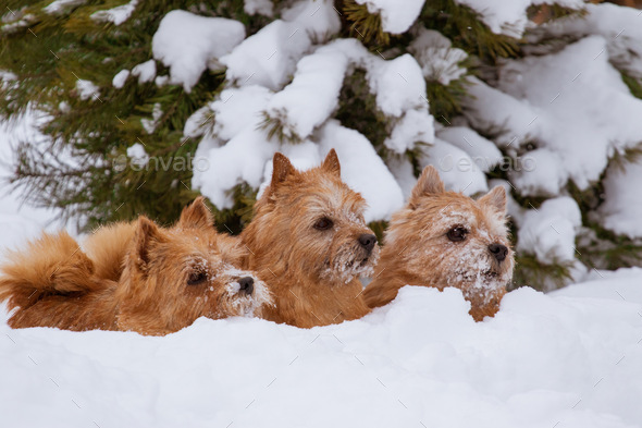 Three dogs in snow near fir . Looks like Christmas card Stock Photo by ...