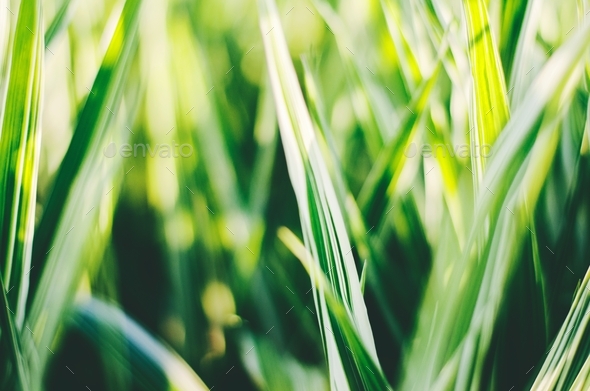 Green grass. Grass. Greenery. Nature Stock Photo by tamaraelnova ...