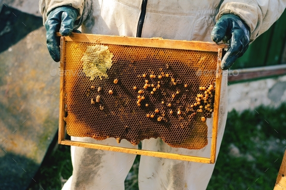 Male beekeeper in white suit holding a frame with honeycombs Stock ...