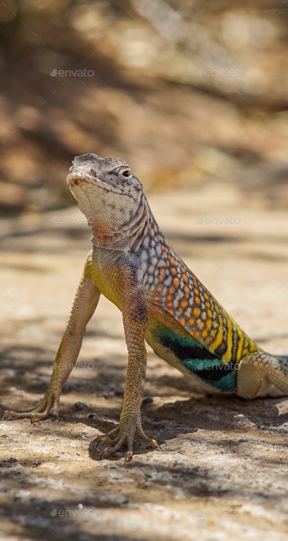 Greater Earless lizard Stock Photo by ChantelleL3 | PhotoDune