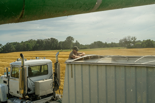 View of an adult male watching wheat loading into truck bed during ...