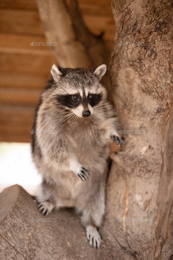 Domesticated raccoon at the petting zoo, tame animals Stock Photo by ...