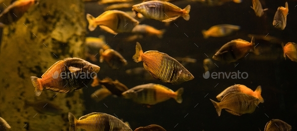 Swimming of fish in the aquarium, oceanarium, observation of the ...