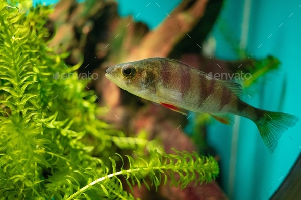 Swimming of fish in the aquarium, oceanarium, observation of the ...