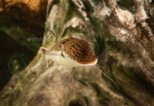 Swimming of fish in the aquarium, oceanarium, observation of the ...