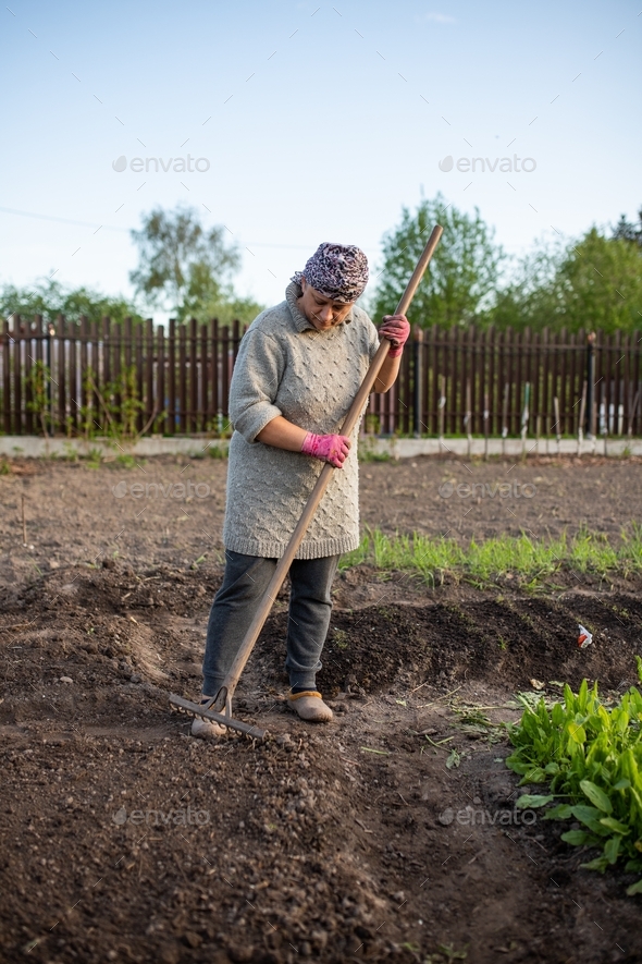 Active elderly woman planting prepares a bed for planting seeds, plants ...