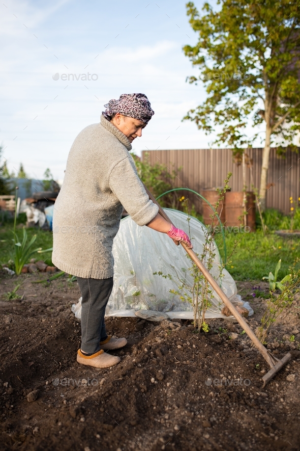 Active elderly woman planting prepares a bed for planting seeds, plants ...