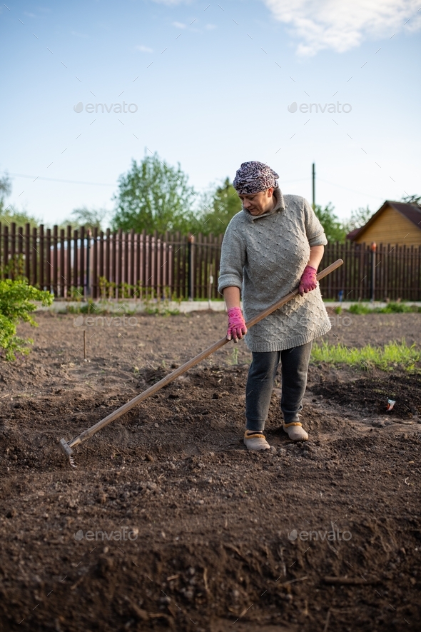 Active elderly woman planting prepares a bed for planting seeds, plants ...