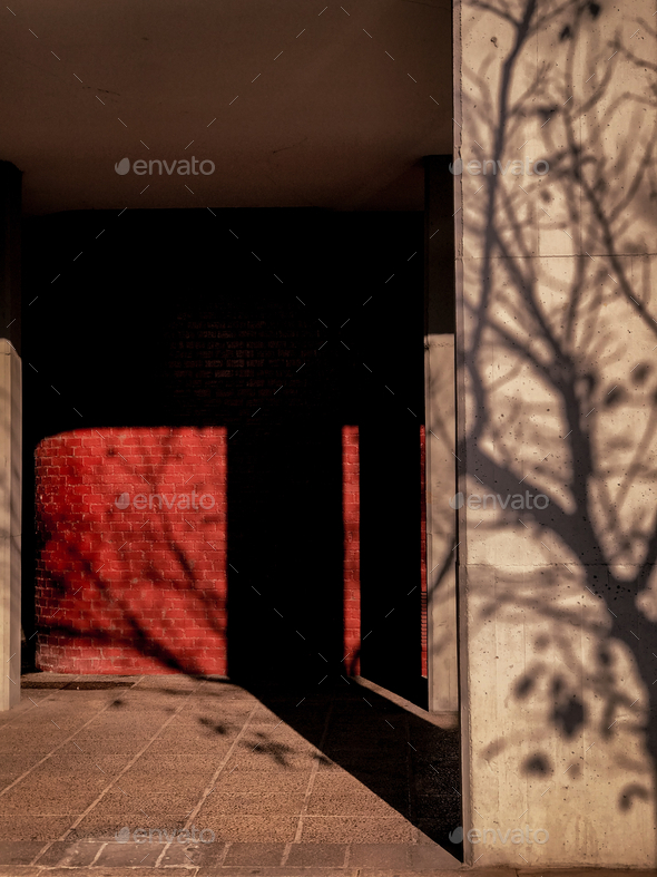 Projection of the shadow of a tree on different walls. Red brick and ...