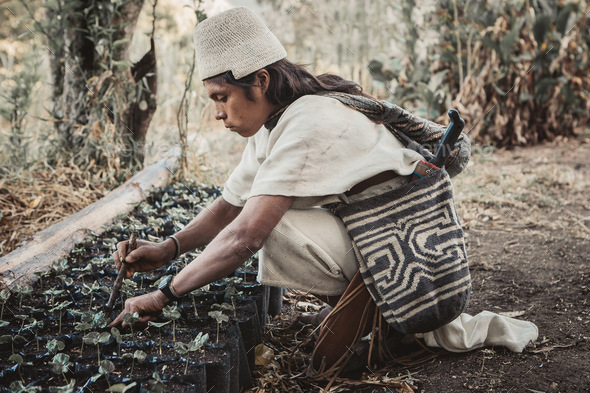 An indigenous Colombian farmer dressed in traditional clothing works in ...