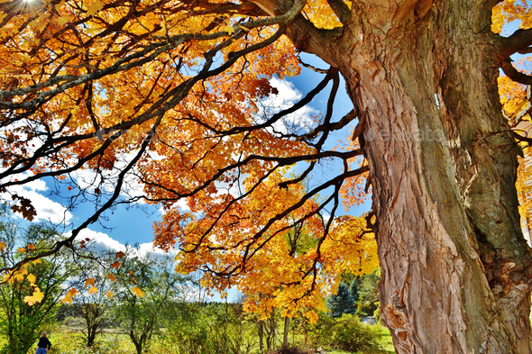 Old oak tree in the Fall with colorful leaves Stock Photo by maginnislaura