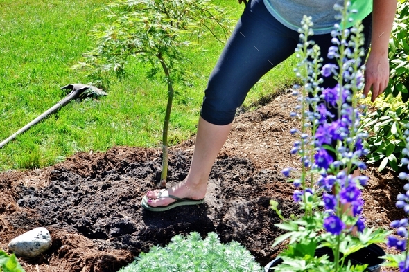 Planting a new tree in the garden! Stock Photo by maginnislaura | PhotoDune