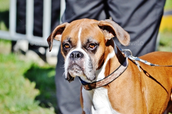 Sad boxer dog closeup portrait Stock Photo by maginnislaura | PhotoDune