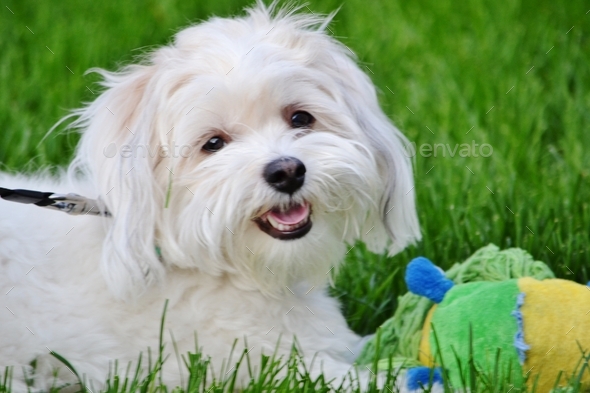 Adorable smiling fluffy white dog Stock Photo by maginnislaura | PhotoDune